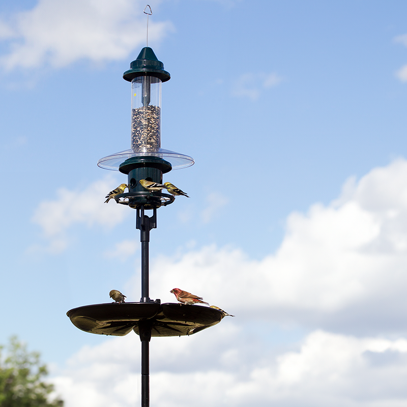 Shop All Podium – BROME US