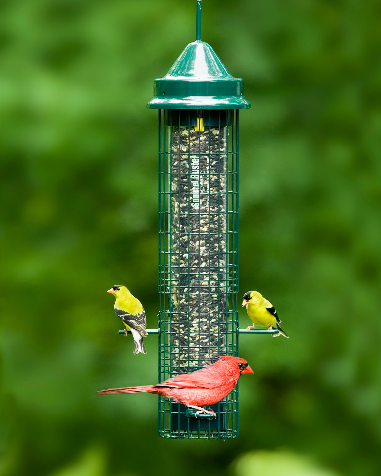 Squirrel Buster® Classic – BROME US