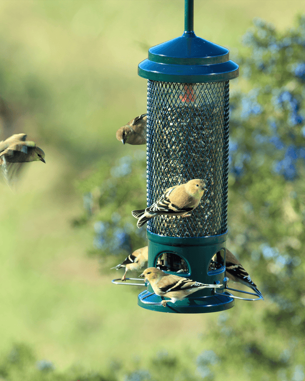 Squirrel Buster® Legacy – BROME US