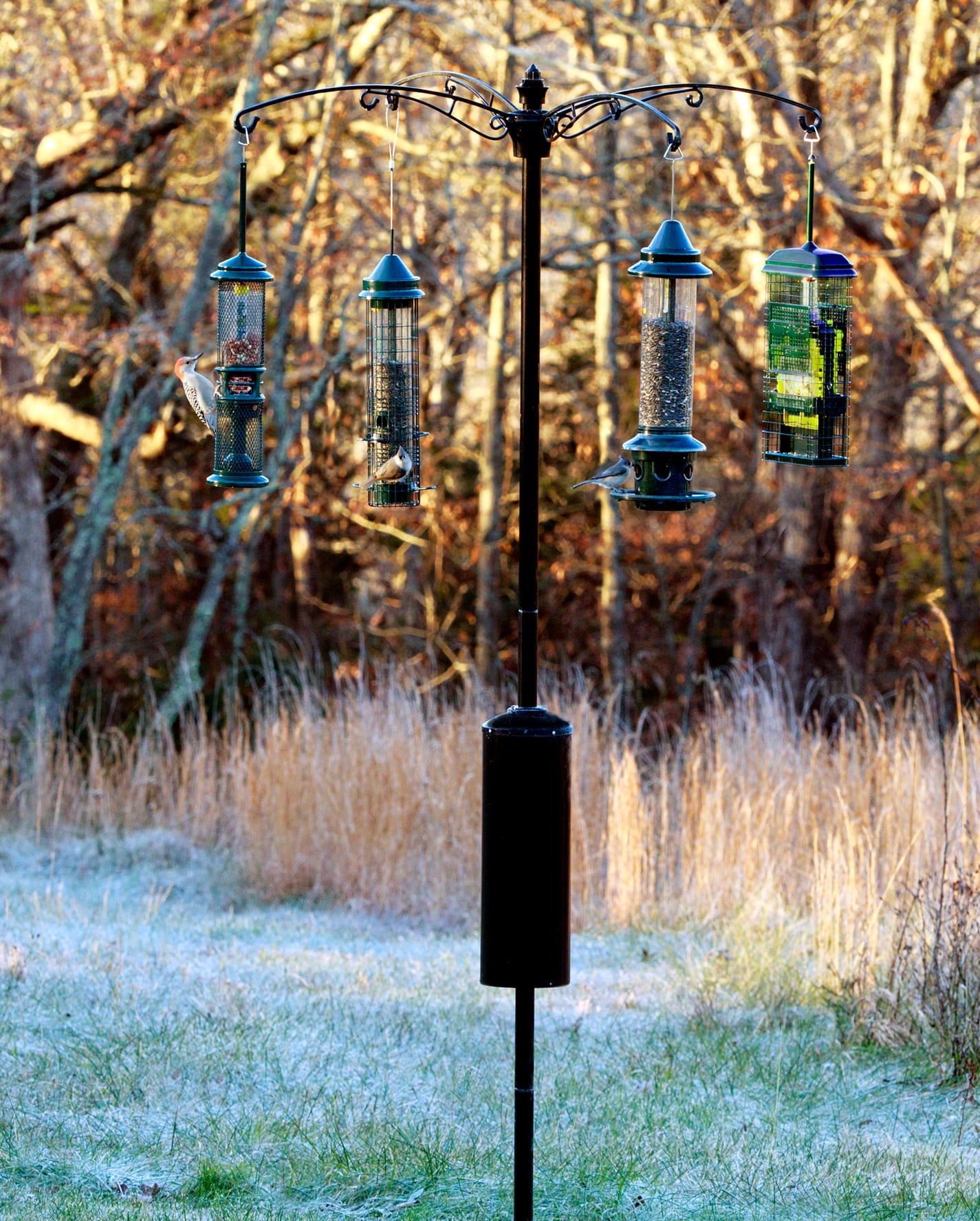 Brome® | Home of the Squirrel Buster® Bird Feeder – BROME US
