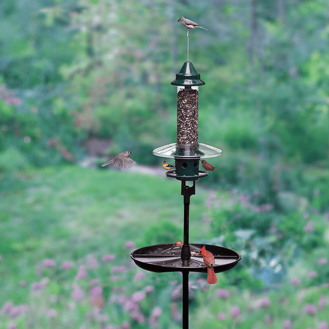 Squirrel Buster® Plus – BROME US