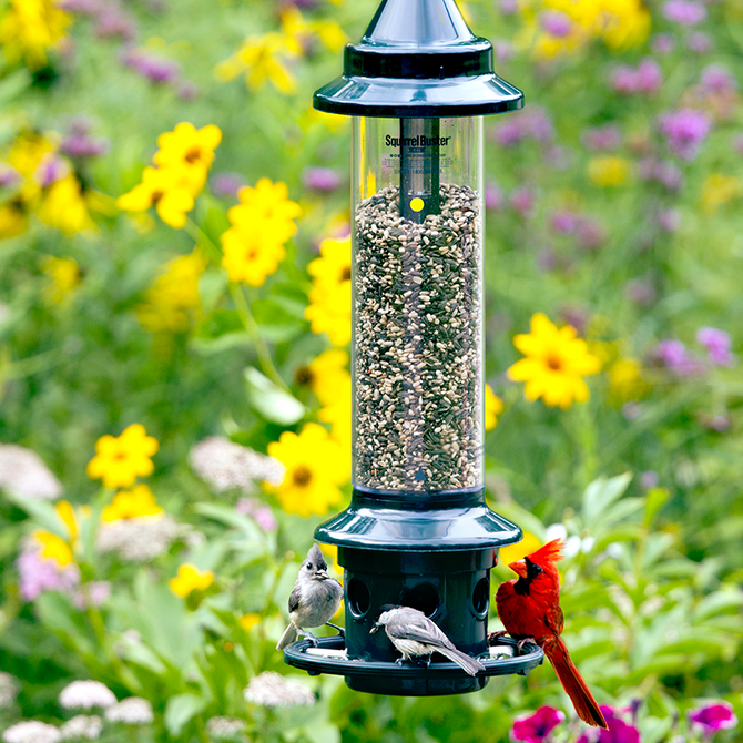 Squirrel Buster® Plus – BROME US